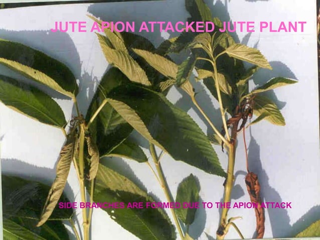 PESTS AND DISEASES OF JUTE.ppt