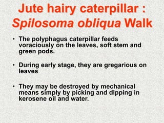 PESTS AND DISEASES OF JUTE.ppt