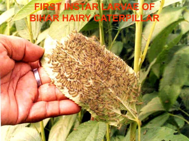 PESTS AND DISEASES OF JUTE.ppt