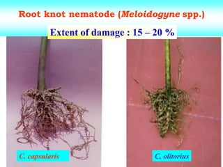 PESTS AND DISEASES OF JUTE.ppt