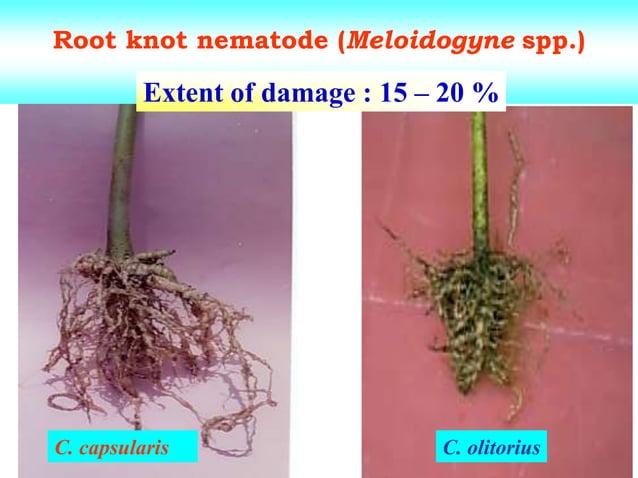 PESTS AND DISEASES OF JUTE.ppt
