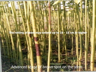 PESTS AND DISEASES OF JUTE.ppt