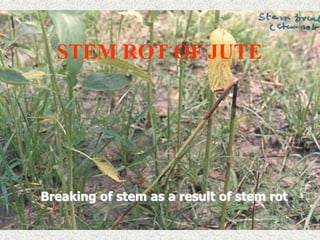 PESTS AND DISEASES OF JUTE.ppt