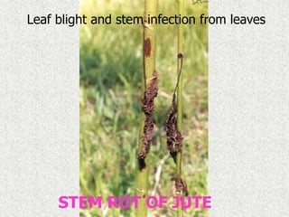 PESTS AND DISEASES OF JUTE.ppt