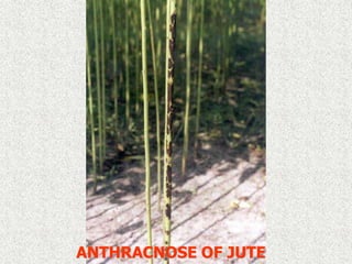 PESTS AND DISEASES OF JUTE.ppt
