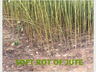PESTS AND DISEASES OF JUTE.ppt
