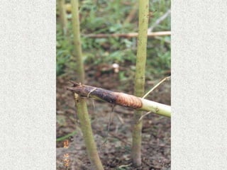 PESTS AND DISEASES OF JUTE.ppt