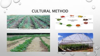 Pests and pests control av | PPT