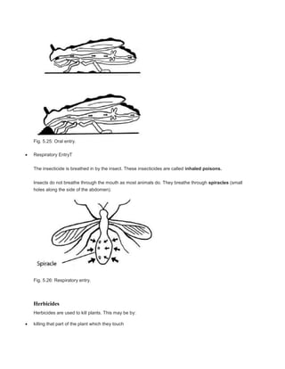 PESTS AND RODENTS.docx