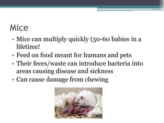 Pests | PPT