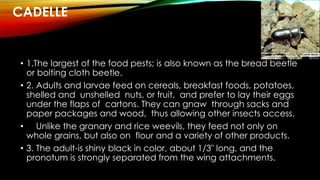 Pests In My Pantry PDF.pdf