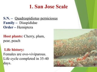 Pests of Apple, Fig, Ber, Aonla, their Damage Symptoms and Management ...