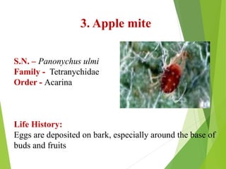 Pests of Apple, Fig, Ber, Aonla, their Damage Symptoms and Management ...