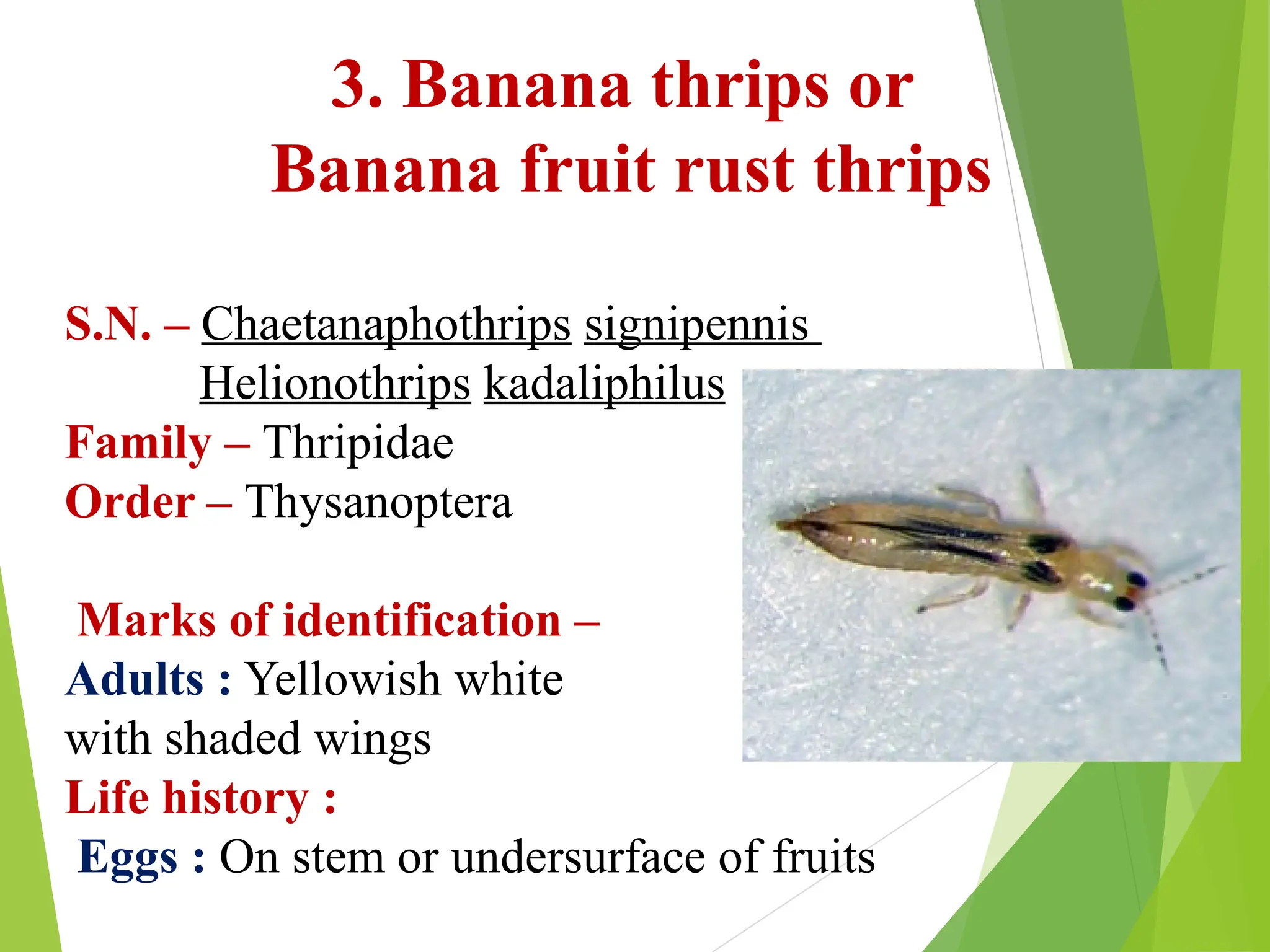 Pests of Banana and Papaya, Damage symptoms and Management practices .pptx