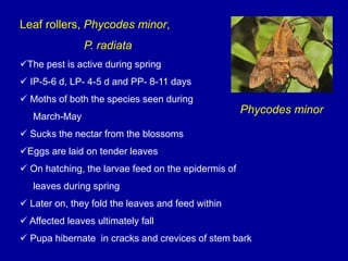 pests of ber and fig.pptx