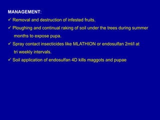 pests of ber and fig.pptx
