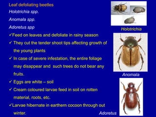 pests of ber and fig.pptx