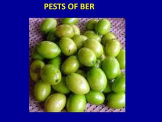 pests of ber and fig.pptx