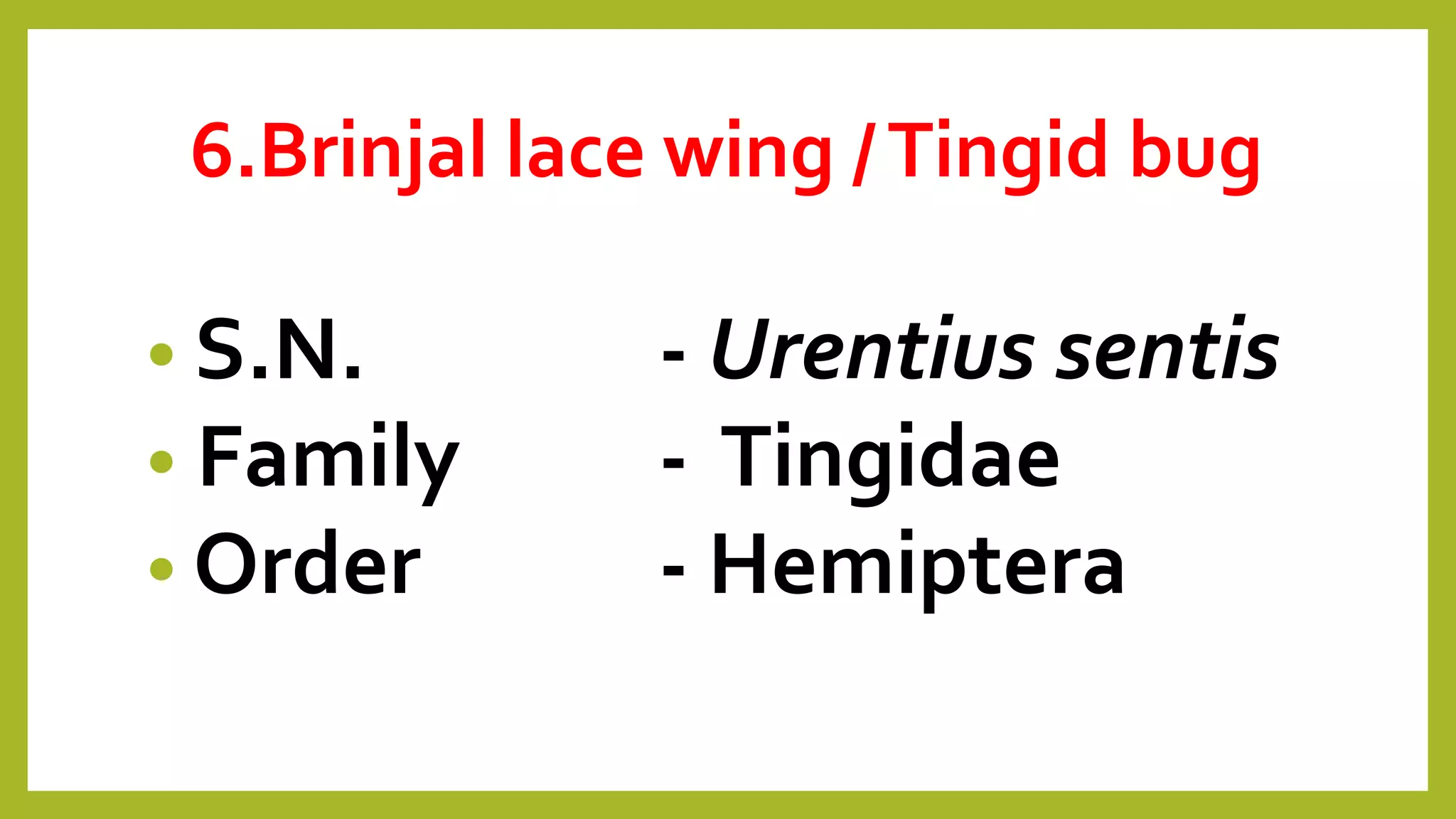 Pests of Brinjal. | PPTX