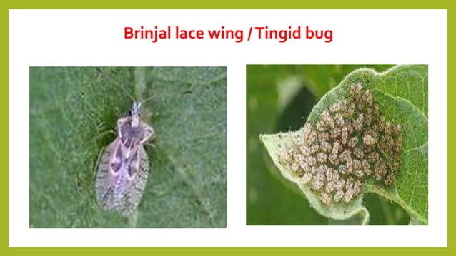 Pests of Brinjal. | PPTX | Beekeeping | Hobbies & Interests