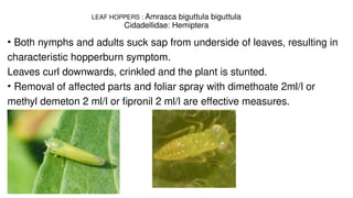 PESTS OF BRINJAL AND THEIR MANAGEMENT.pptx