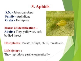 Pests of Brinjal and Okra, their Damage Symptoms and Management ...