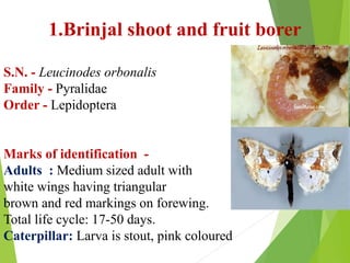 Pests of Brinjal and Okra, their Damage Symptoms and Management ...