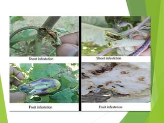 Pests of Brinjal and Okra, their Damage Symptoms and Management ...
