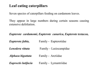 Pests of Cardamom.ppt