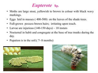 Pests of Cardamom.ppt