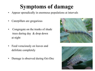 Pests of Cardamom.ppt