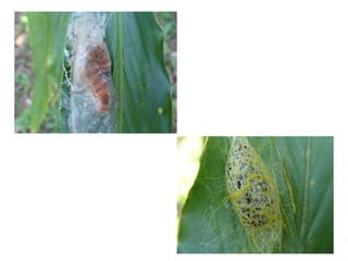 Pests of Cardamom.ppt