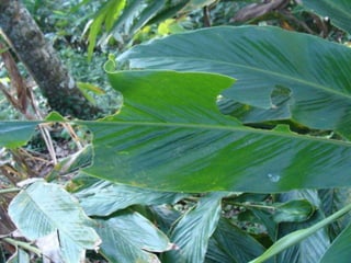 Pests of Cardamom.ppt