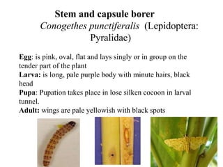 Pests of Cardamom.ppt