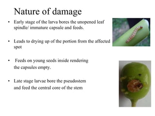 Pests of Cardamom.ppt