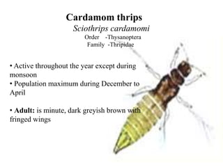 Pests of Cardamom.ppt
