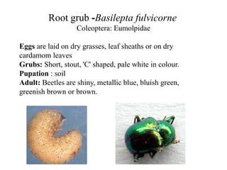 Pests of Cardamom.ppt