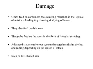 Pests of Cardamom.ppt
