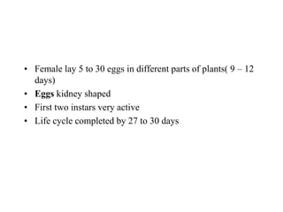 Pests of Cardamom.ppt