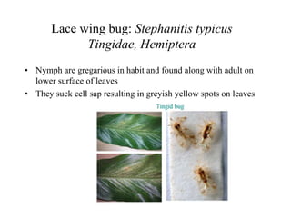 Pests of Cardamom.ppt