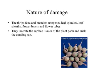 Pests of Cardamom.ppt