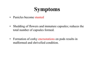 Pests of Cardamom.ppt