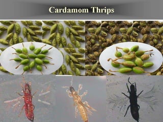 Pests of Cardamom.ppt