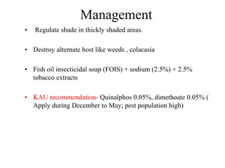 Pests of Cardamom.ppt