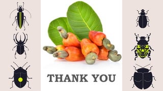 Pests of Cashew & their management .pptx