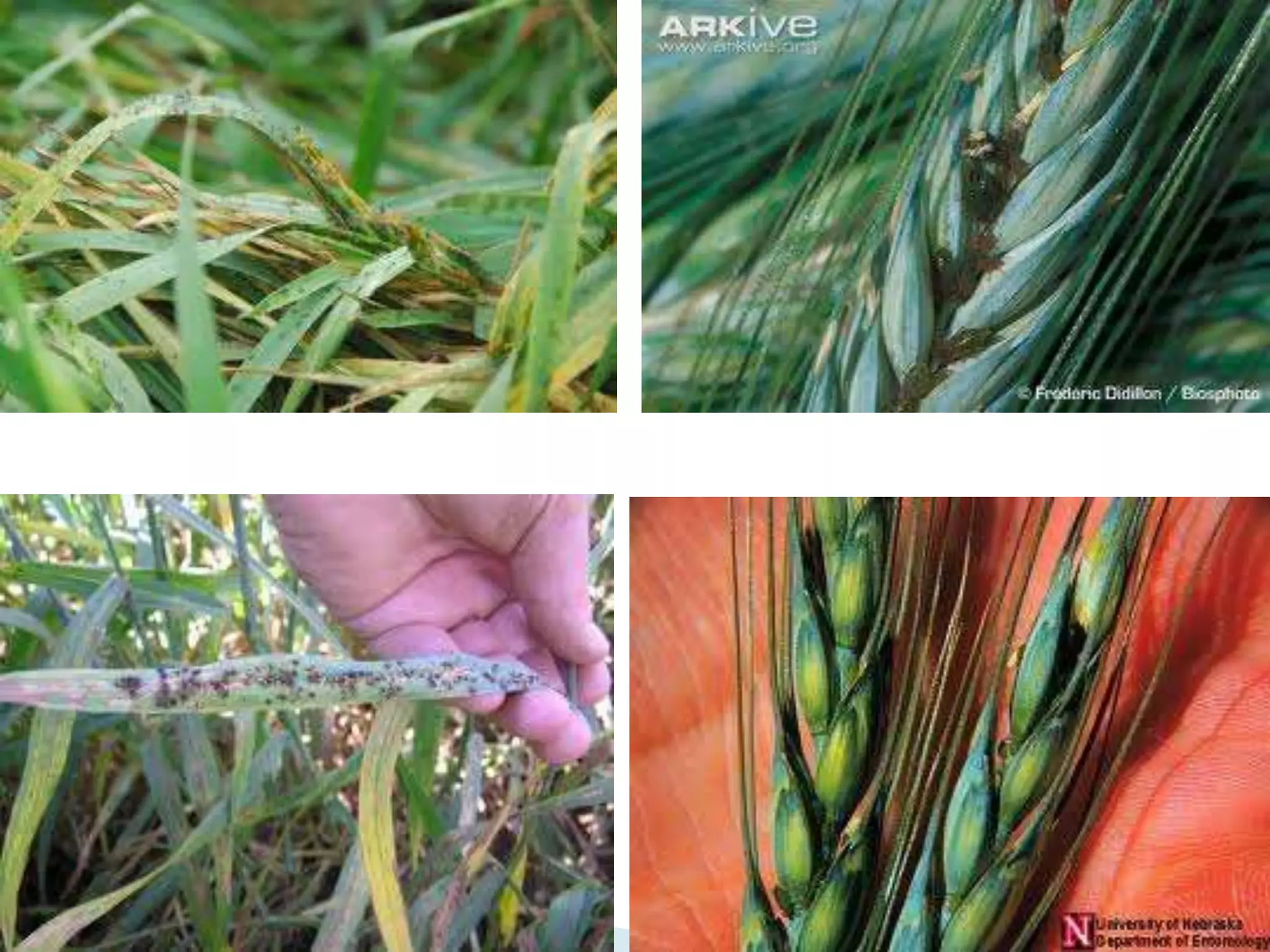Pests of cereals Pakistan Wheat Aphid Wheat Armyworm Wheat stem fly | PPTX