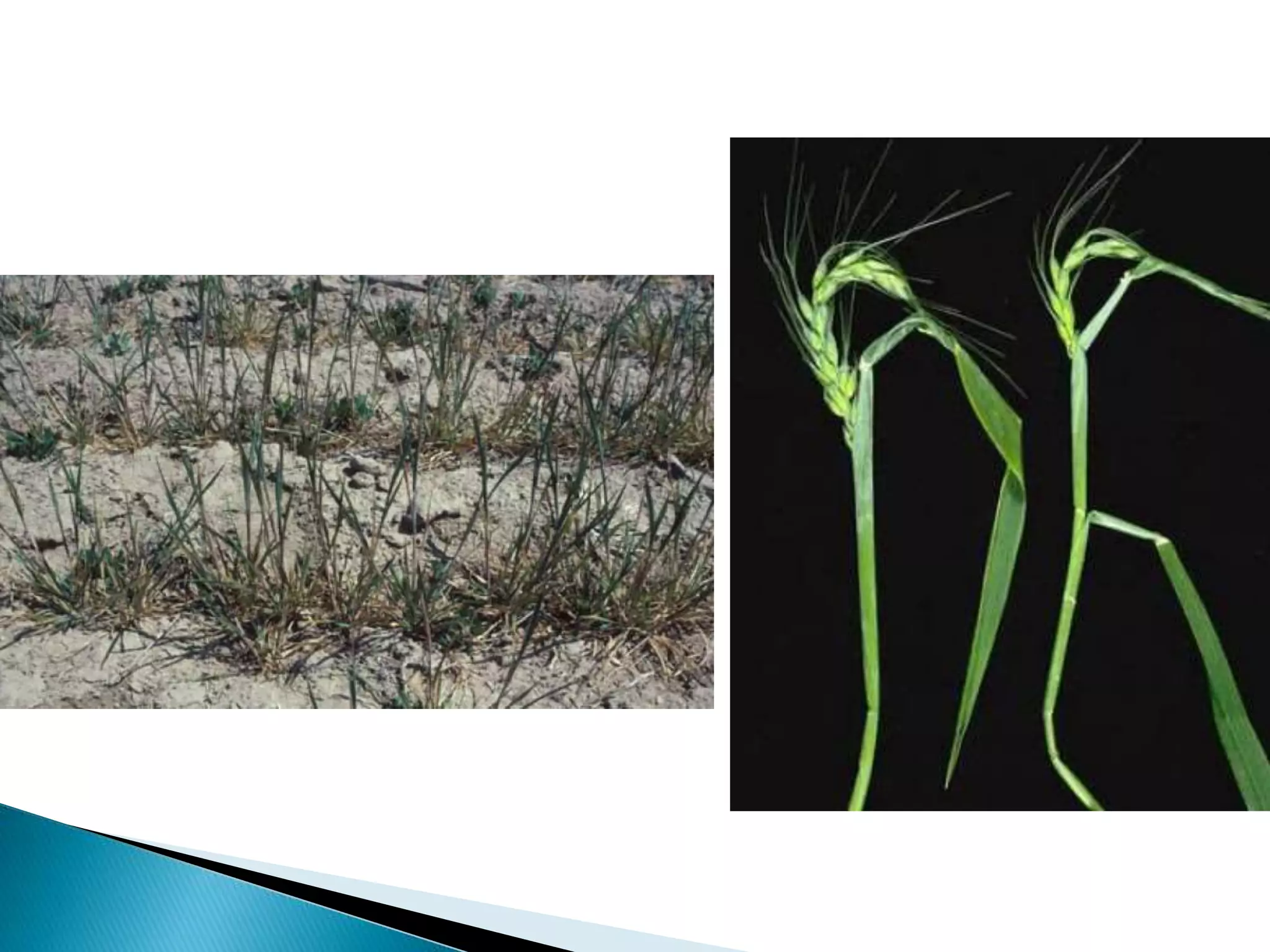 Pests of cereals Pakistan Wheat Aphid Wheat Armyworm Wheat stem fly | PPTX