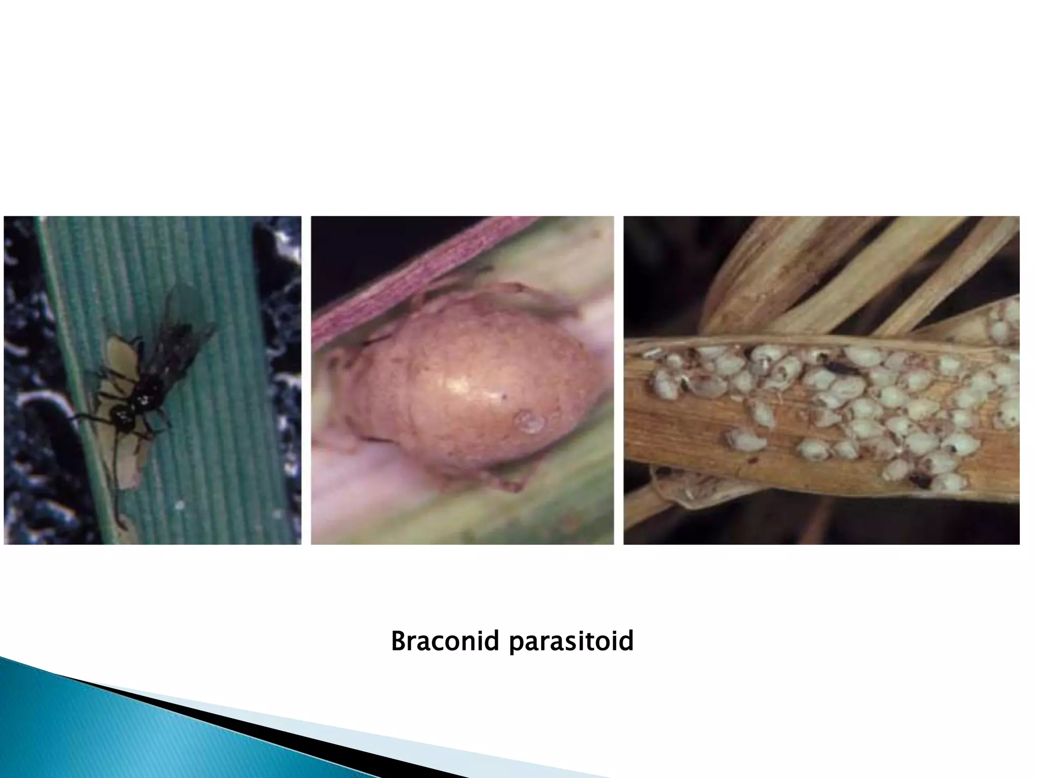 Pests of cereals Pakistan Wheat Aphid Wheat Armyworm Wheat stem fly ...