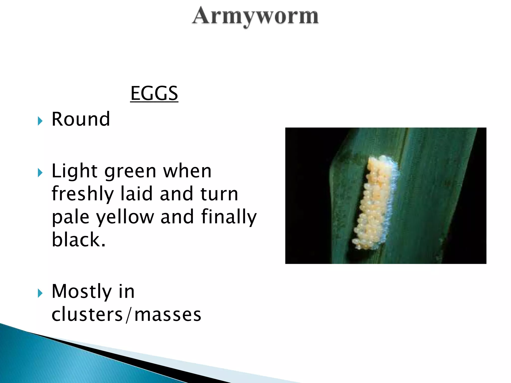 Pests of cereals Pakistan Wheat Aphid Wheat Armyworm Wheat stem fly | PPTX
