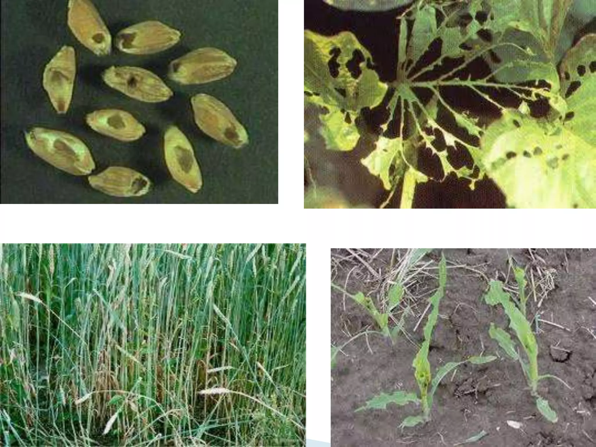 Pests of cereals Pakistan Wheat Aphid Wheat Armyworm Wheat stem fly | PPTX
